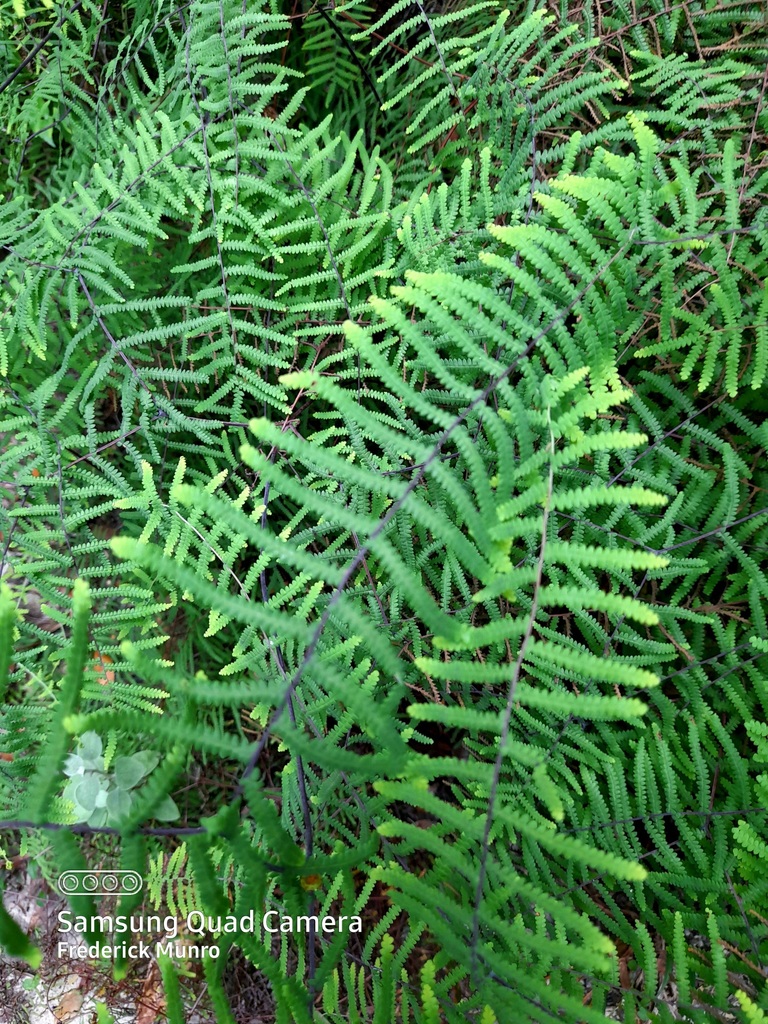 Coral Fern from Daleen Matthee Groot Boom 9km, Rheenendal on January 22 ...