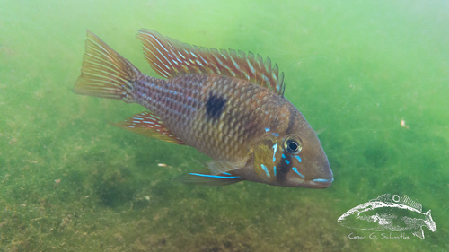Gymnogeophagus che · iNaturalist