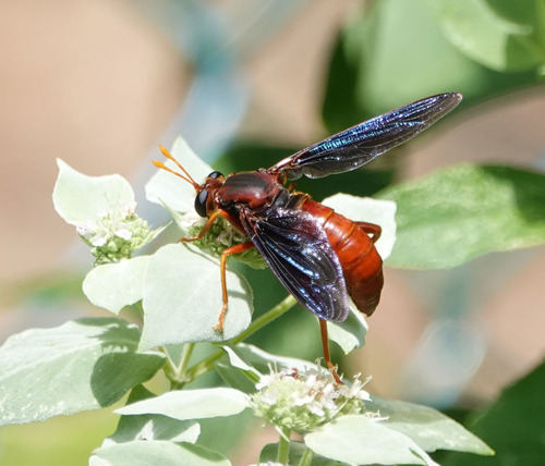 golden mydas fly (Mydas brunneus) · iNaturalist