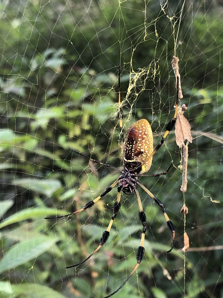 Golden Silk Spider from SW 130th Ave, Davie, FL, US on January 7, 2022 ...