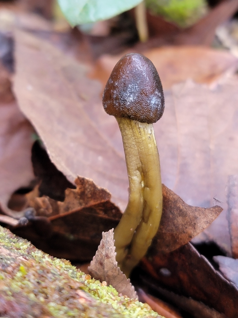 Tolypocladium from Lake Talquin State Forest – Fort Braden Trails on ...