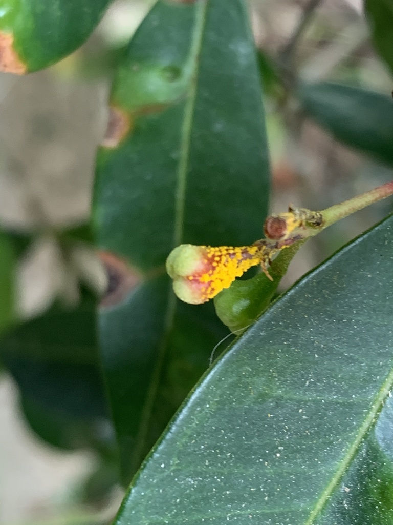 Myrtle Rust from Aplin Place, Birkdale, Auckland, NZ on January 23 ...