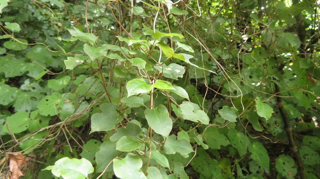 Pohuehue from Heretaunga, Upper Hutt 5018, New Zealand on January 23 ...
