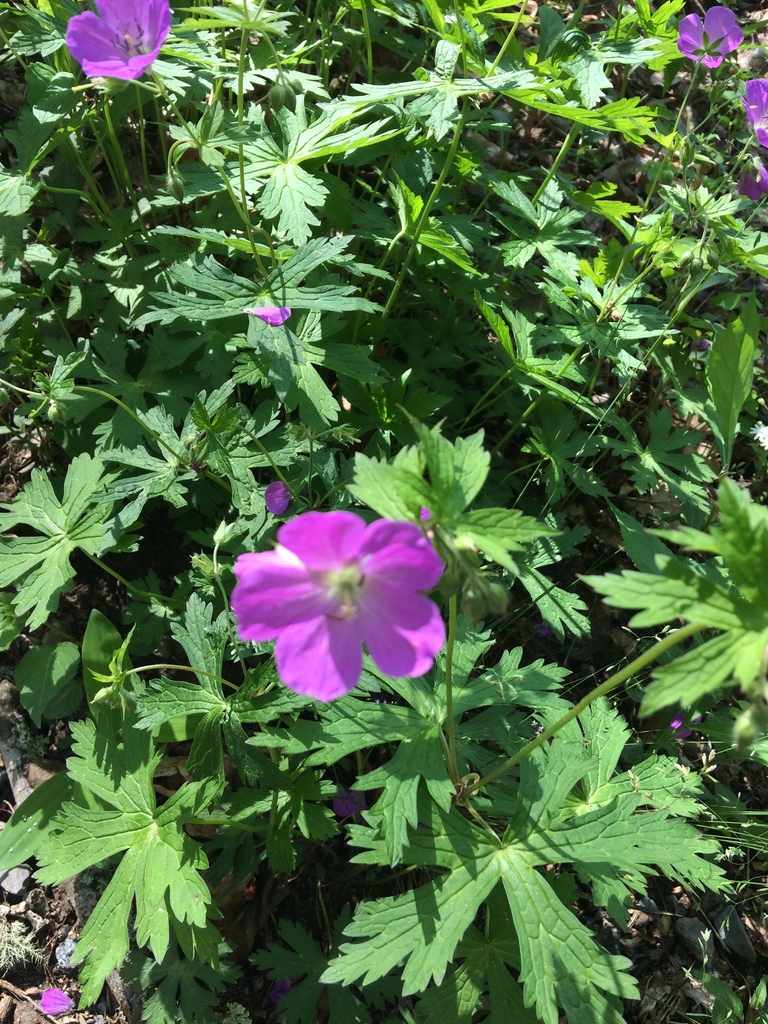 wild geranium from Nantahala National Forest, Sylva, NC, US on May 9 ...