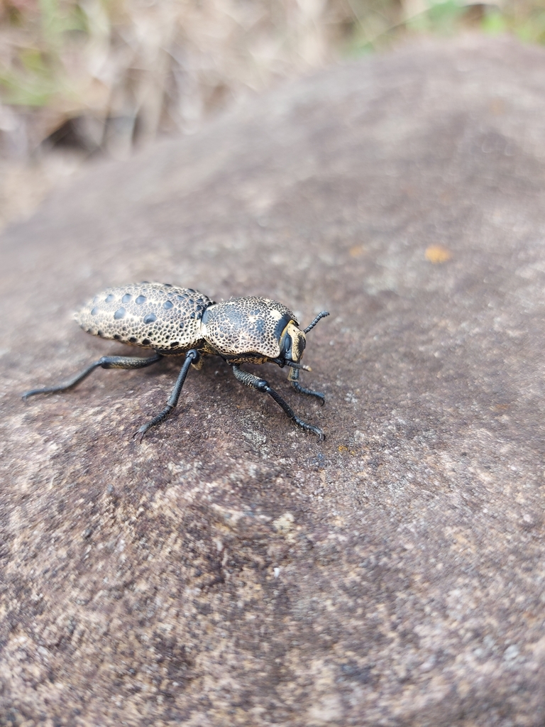 Zopherus from V32R+X3V, Provincia de Cartago, Cartago, Costa Rica on ...