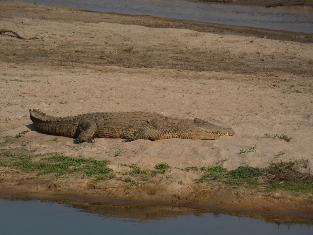 Southern African Crocodile from Ehlanzeni, Afrique du Sud on August 21 ...