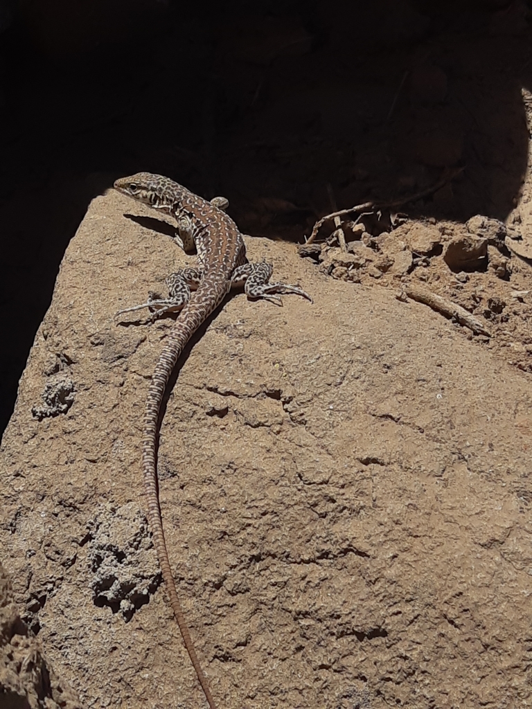 Spotted False Monitor from Panul, Coquimbo, Chile on January 23, 2022 ...