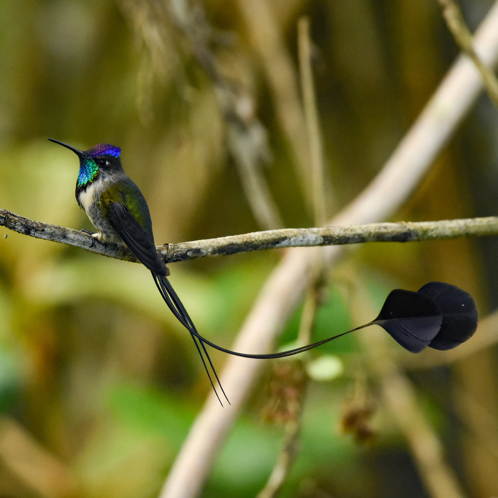 Marvelous Spatuletail in December 2021 by Luis Panama · iNaturalist