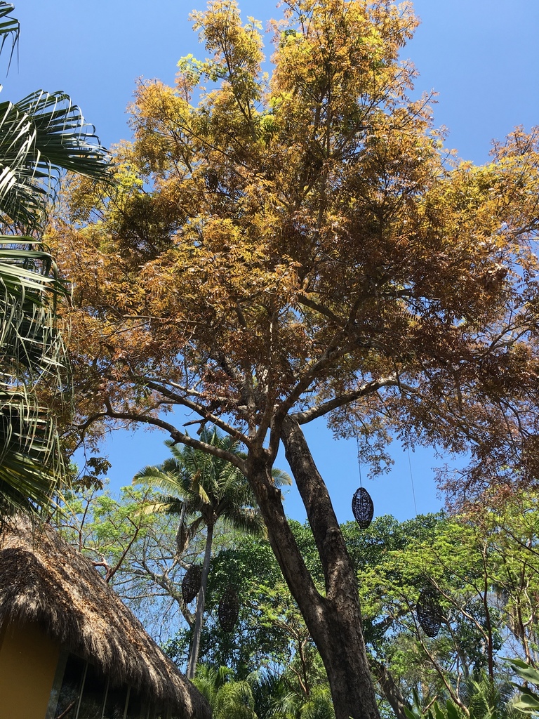 West Indies Cedrela in May 2018 by Emilia Robinson · iNaturalist