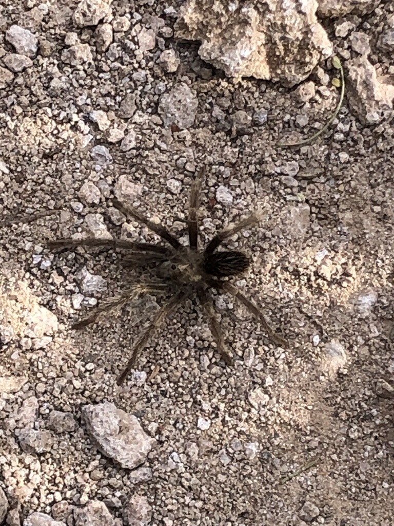 Superstition Mountains Tarantula from Tonto National Forest, Superior ...