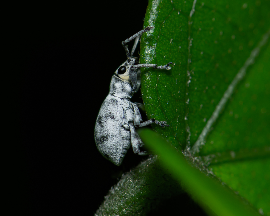 Sri Lanka Weevil from Kendall, FL, USA on January 21, 2022 at 12:26 PM ...
