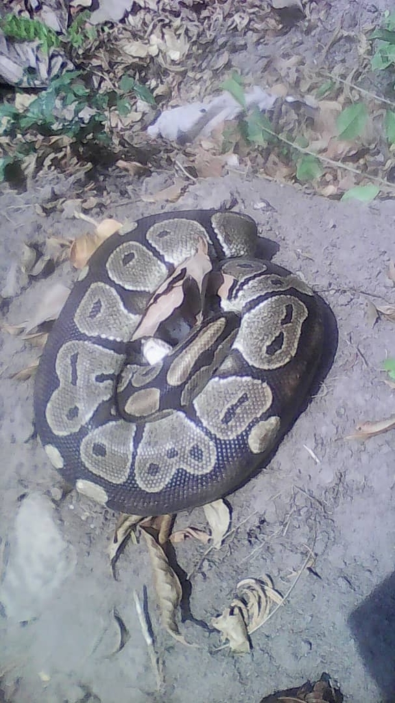 Ball Python in January 2022 by bamidele joseph · iNaturalist