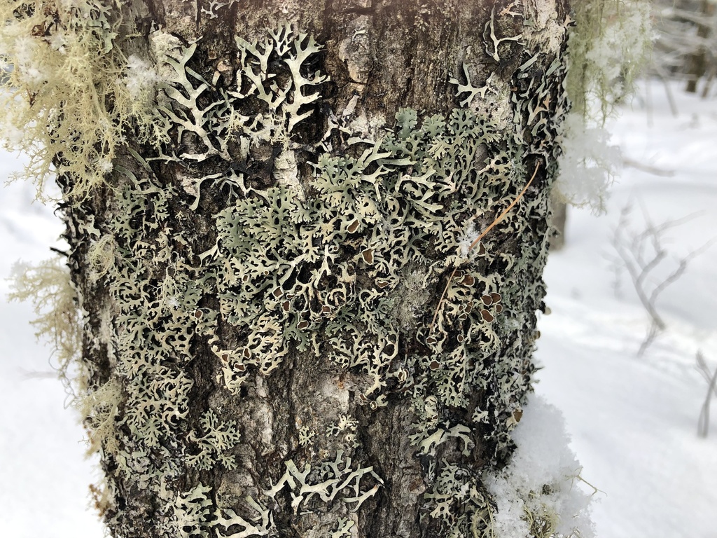Black-foam Lichen from Annapolis, NS, CA on January 23, 2022 at 10:18 ...