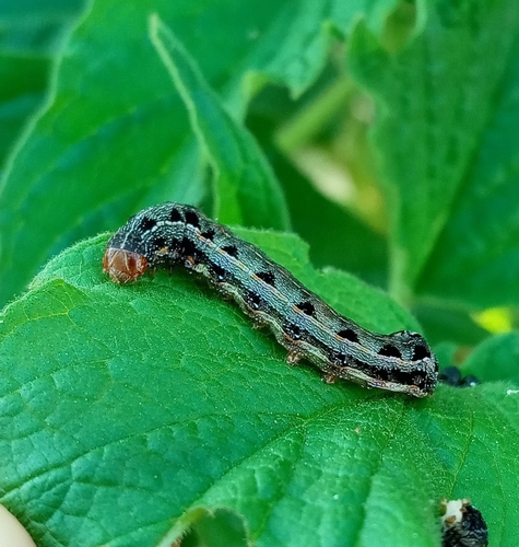 Southern Armyworm Moth Spodoptera eridania iNaturalist