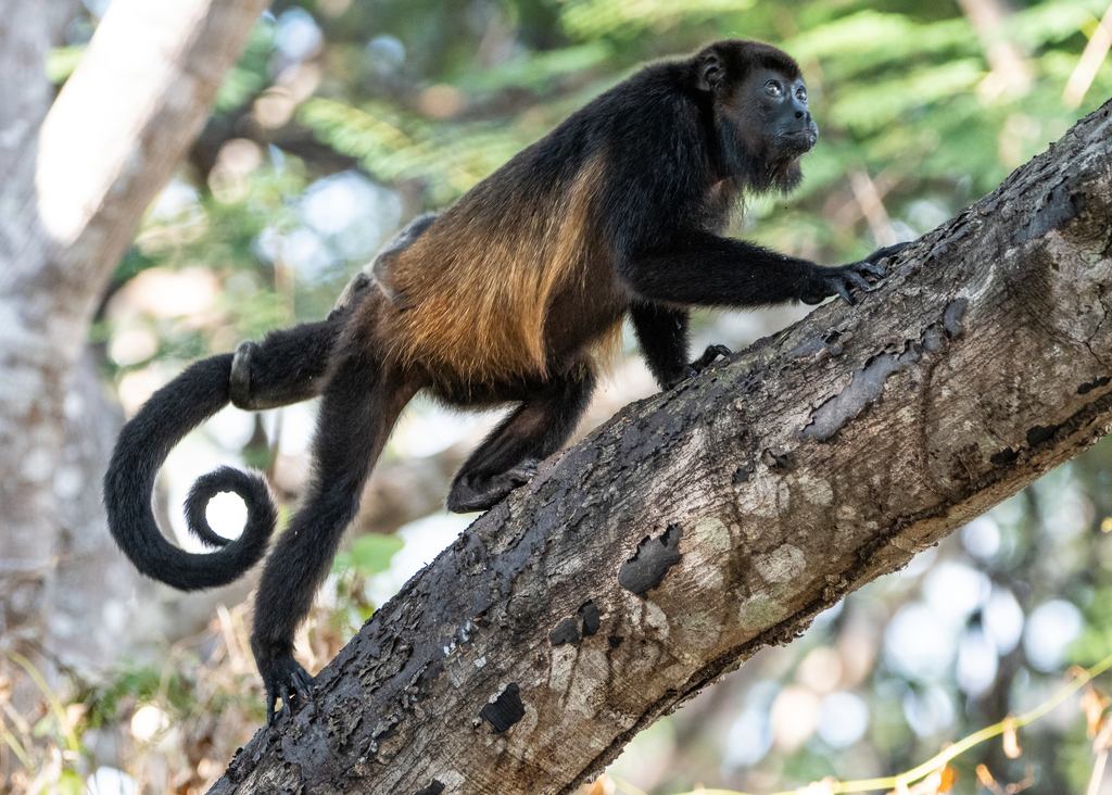 Mantled Howler Monkey Information Mantled Howler Monkey (Alouatta