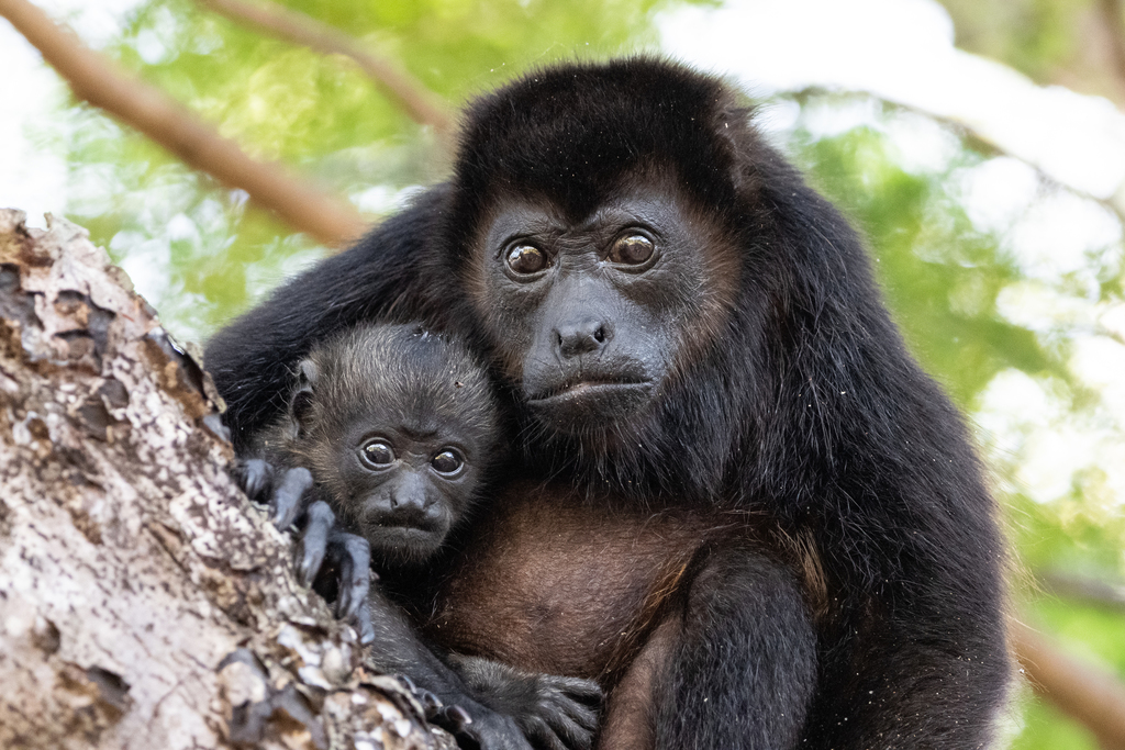 Mantled Howler Monkey Information Mantled Howler Monkey (Alouatta