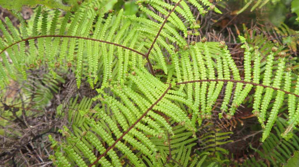 scrambling coral-fern from Kaitoke, Upper Hutt 5018, New Zealand on ...