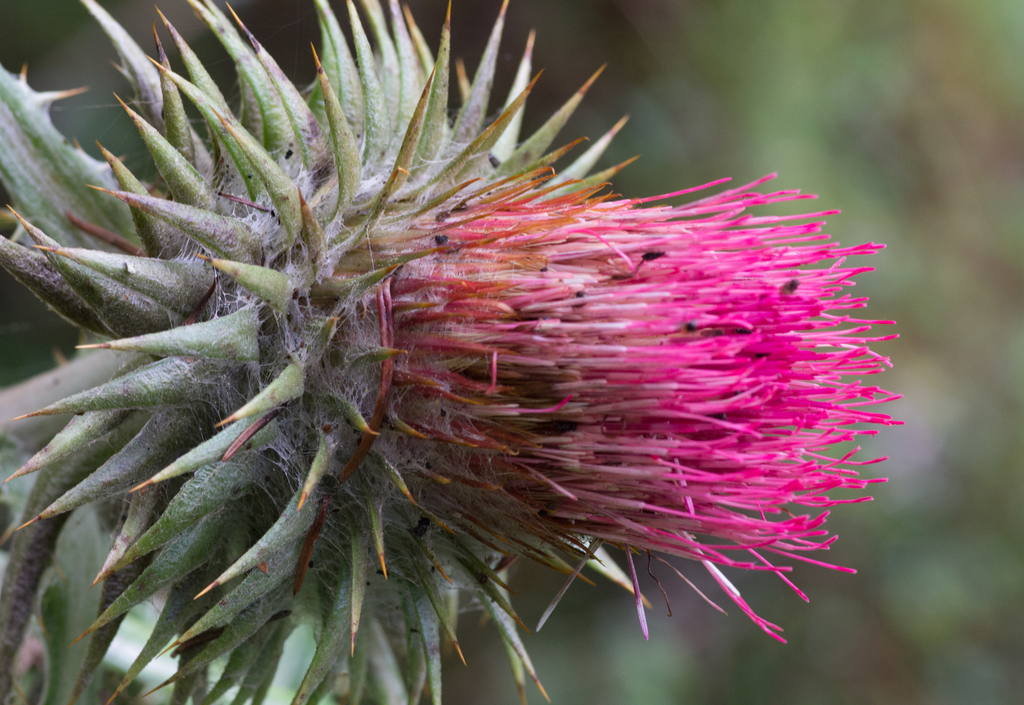 red thistle from Parque Nacional Lagunas de Zempoala on May 13, 2012 by ...