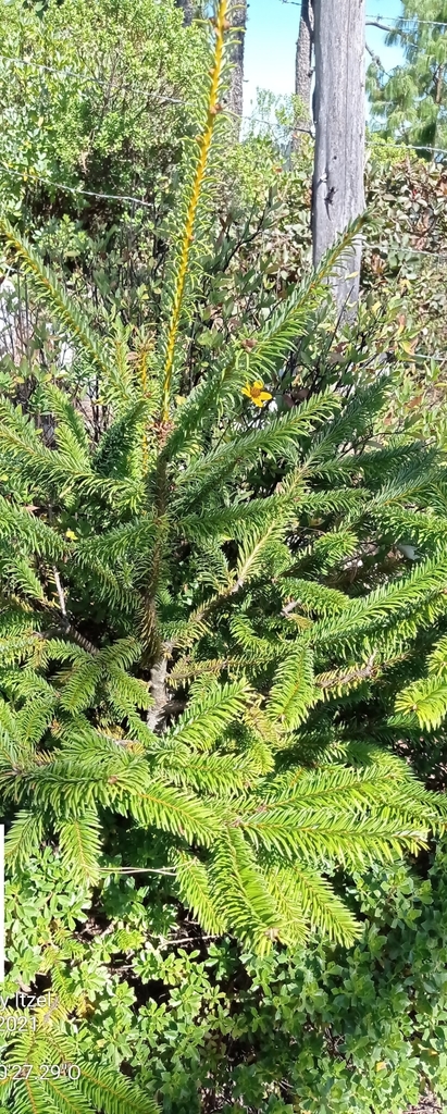 sacred fir from 76317 Qro., México on October 18, 2021 at 06:18 PM by ...