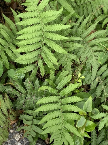Christella acuminata · iNaturalist