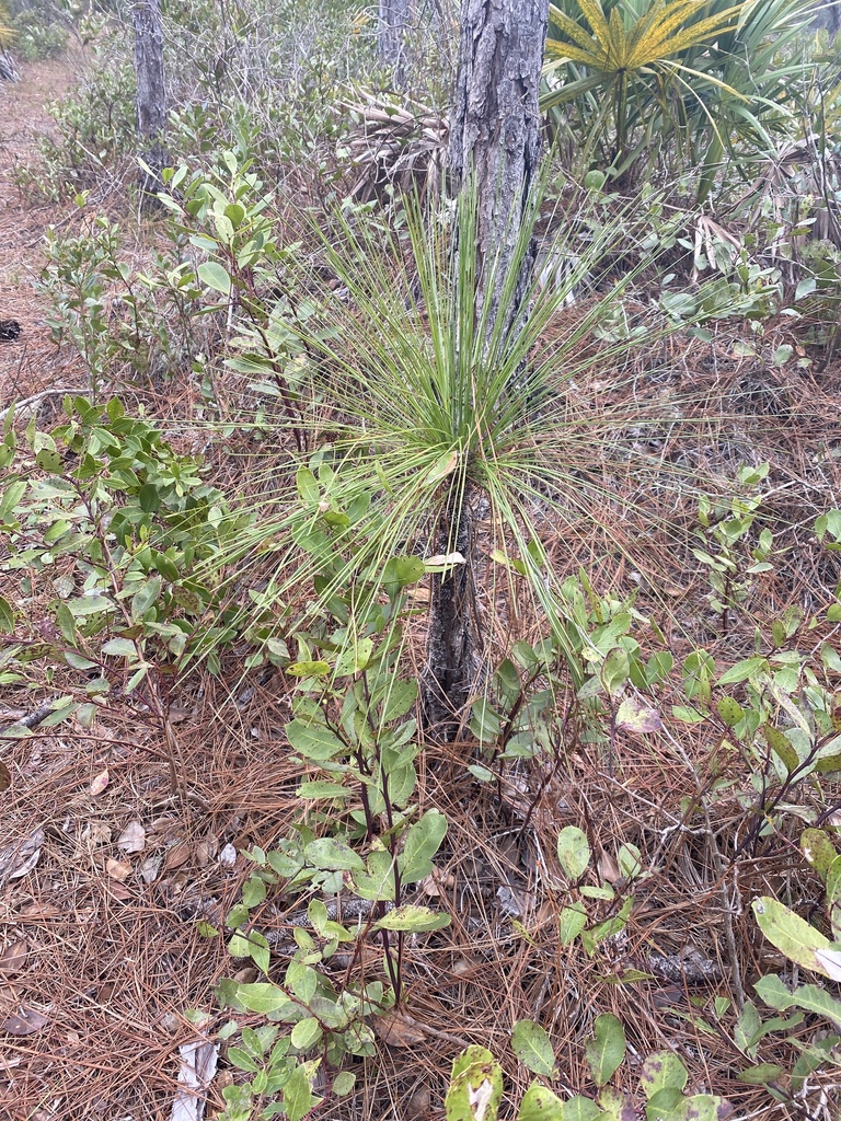 longleaf pine from Baldwin County, US-AL, US on January 24, 2022 at 02: ...