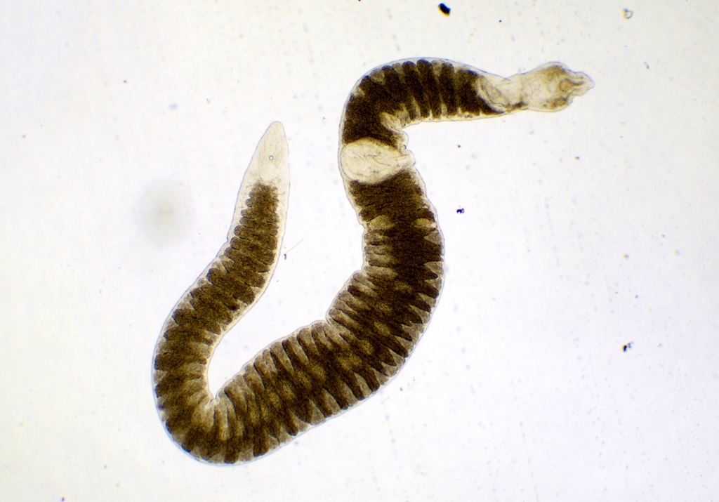 Proseriate Flatworms from San Pedro, Los Angeles, CA, USA on January 23 ...