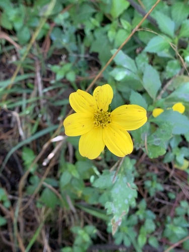 Aceitilla (Bidens ostruthioides)