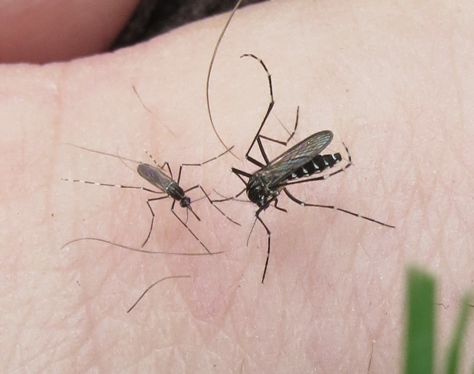 Asian Tiger Mosquito from Leavenworth, KS, USA on October 2, 2021 at 10 ...