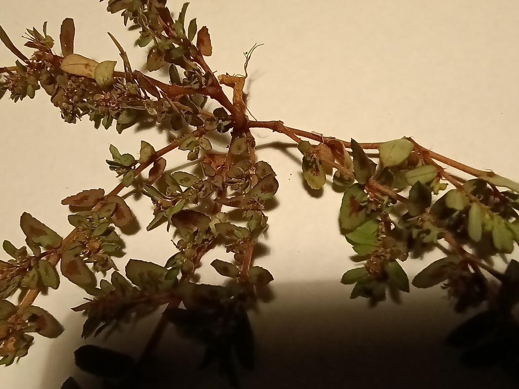 Spotted spurge from Meadows on January 25, 2022 at 04:31 PM by ...