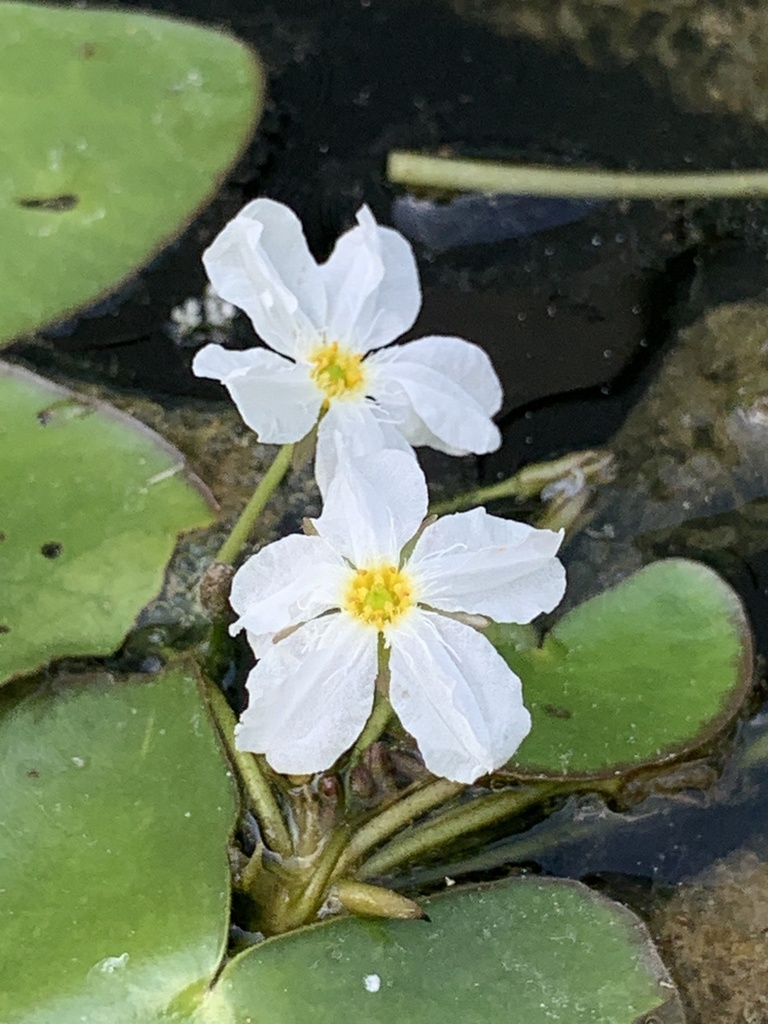 crested floating-heart from Khlong Ha, Khlong Luang, Pathum Thani, TH ...