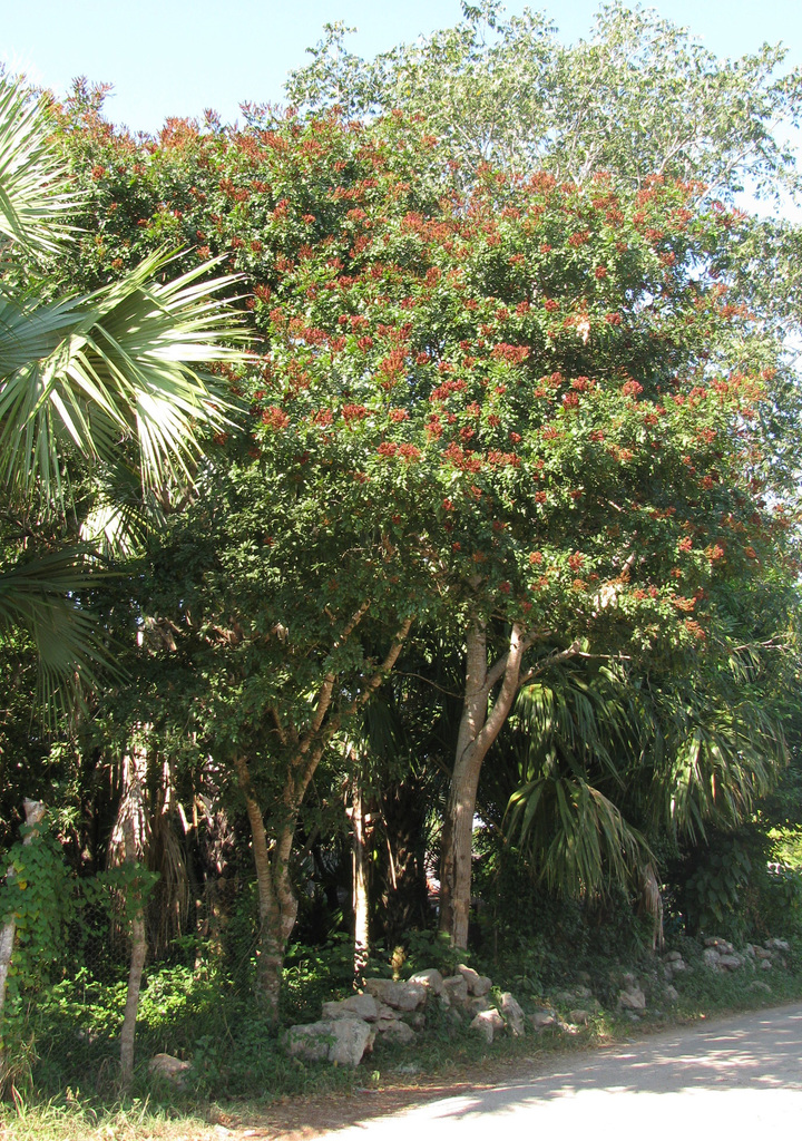 Lonchocarpus rugosus from Oxkutzcab, Yucatán on October 20, 2010 by ...