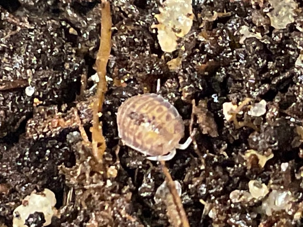 Exalloniscus from 南箕路248号, 广州市, 广东省, CN on January 23, 2022 at 10:43 AM ...