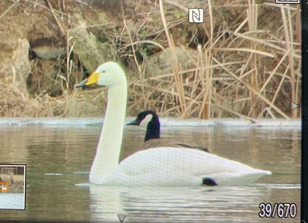 Whooper Swan from W Campus Blvd, Brookville, OH, US on January 21, 2022 ...