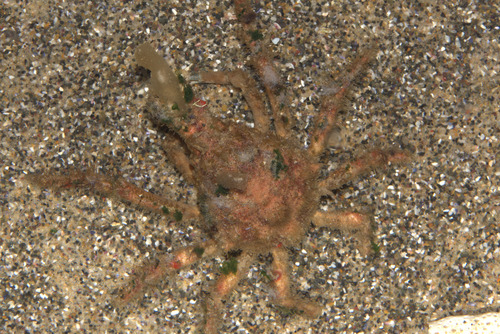 Hyastenus ducator · iNaturalist