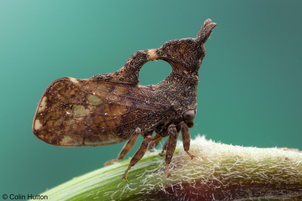 Lycoderes gaffa from Nova Friburgo - State of Rio de Janeiro, Brazil on ...