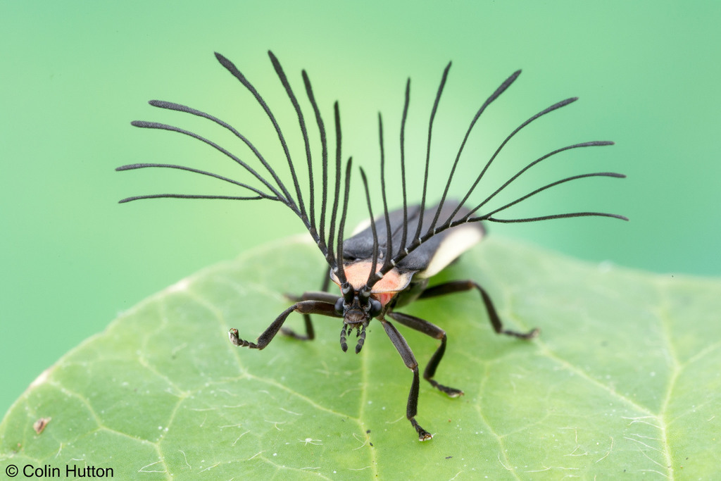 Ethra from Nova Friburgo - State of Rio de Janeiro, Brazil on December ...