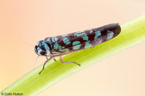 Ruppeliana tatia · iNaturalist