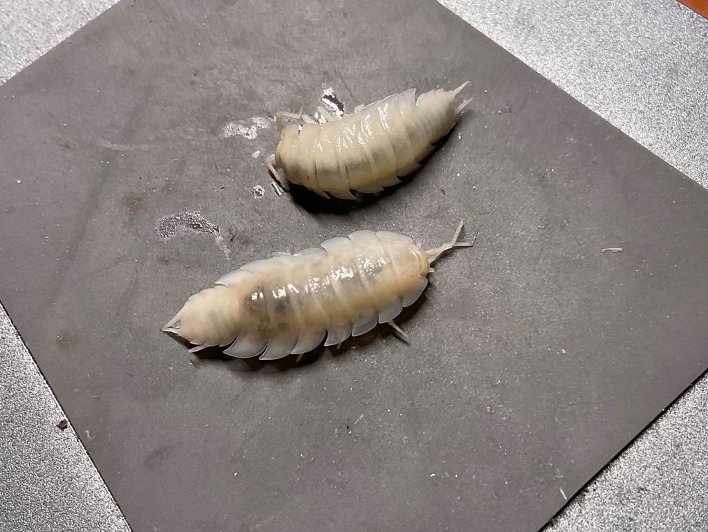 Styloniscidae in December 2021 by Neria Merulan · iNaturalist