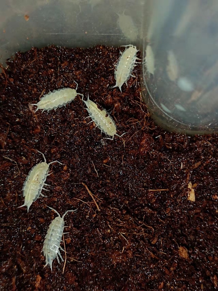 Styloniscidae in January 2022 by Neria Merulan · iNaturalist