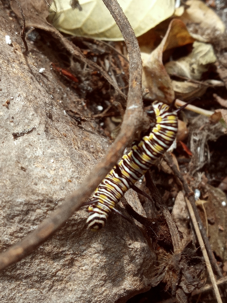 Danaus eresimus erginus from Pueb Callahuanca, 15505, Perú on January ...