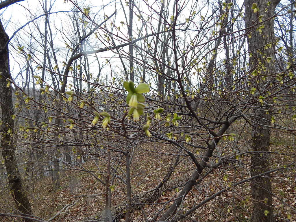 eastern leatherwood from Mee-Kwon Woods on April 21, 2015 by Daniel ...