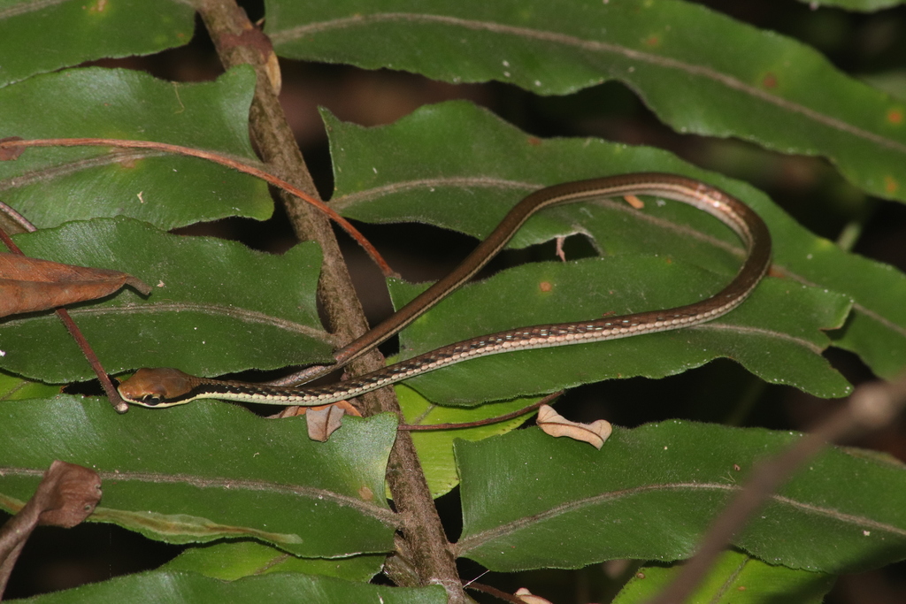 Painted Bronzeback from Gunung Tabur, Berau Regency, East Kalimantan ...