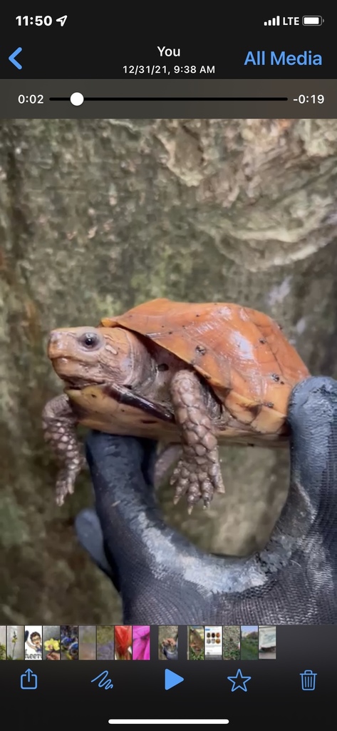 Jagged-shelled Turtle in December 2021 by Jose Mc. Hiking a trail to ...