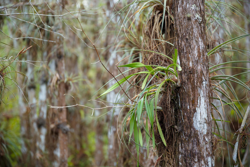 Florida butterfly orchid in January 2020 by Chris Rorabaugh. Butterfly ...