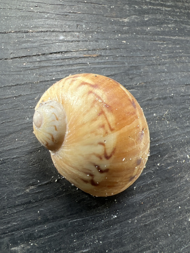 Colorful Moon Snail from Sanibel Island, Sanibel, FL, US on January 26 ...