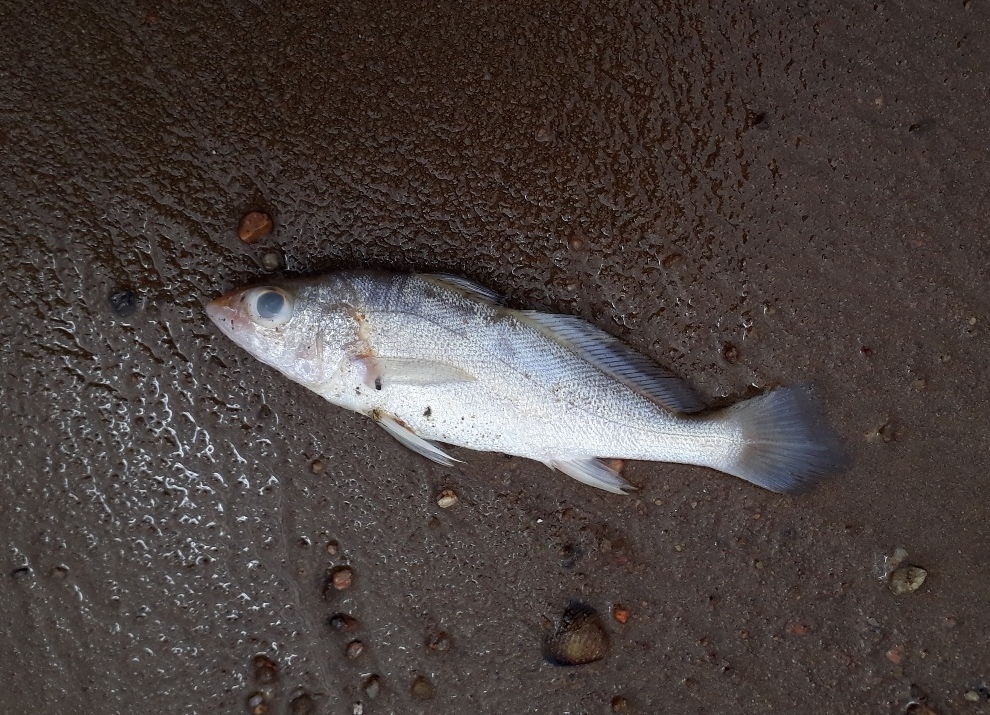 La Plata Croaker from Porto Alegre - RS, Brasil on January 26, 2022 at ...