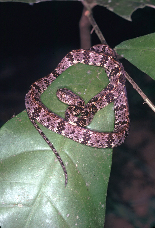 Variegated Snail-eater (Dipsas variegata) - Snakes and Lizards