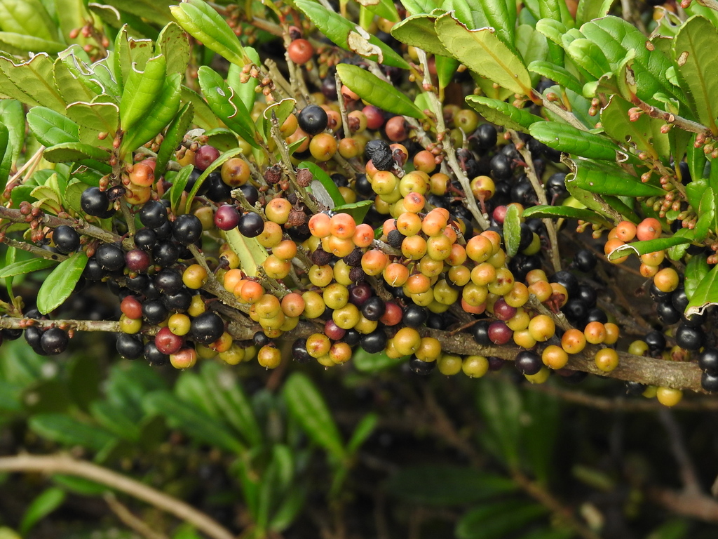 Emarginate eurya from Lienkiang (Matsu Islands), TW-FK, TW on November ...