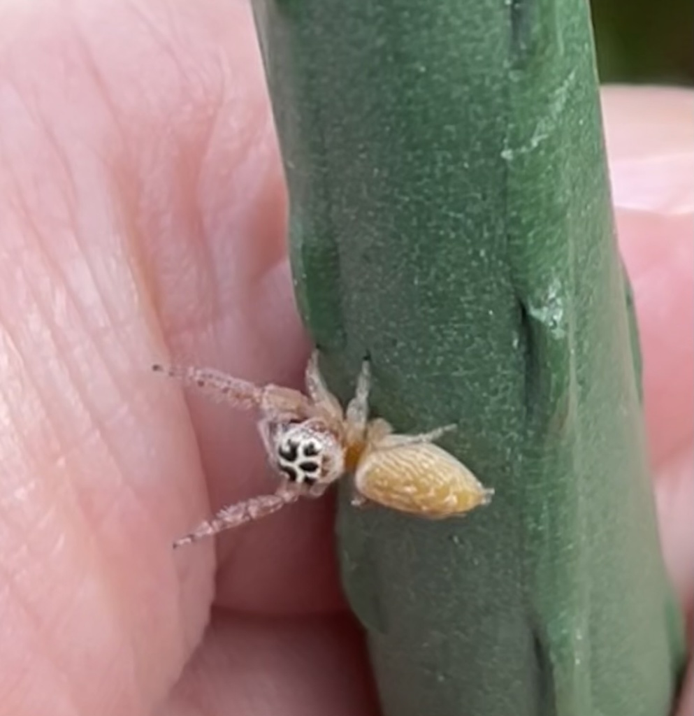 Cyclops Jumping Spider from Croxley St, Harristown, QLD, AU on January ...