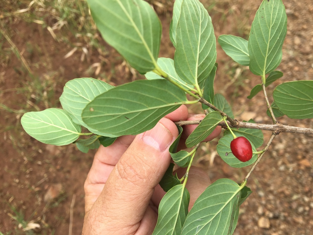 Red Ivory from Namaacha, Mozambique on January 25, 2022 at 11:45 AM by ...